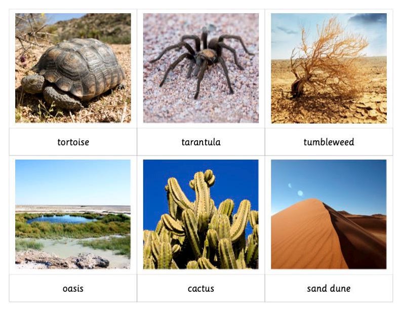 Desert Habitat Montessori 3 Part Cards - Etsy