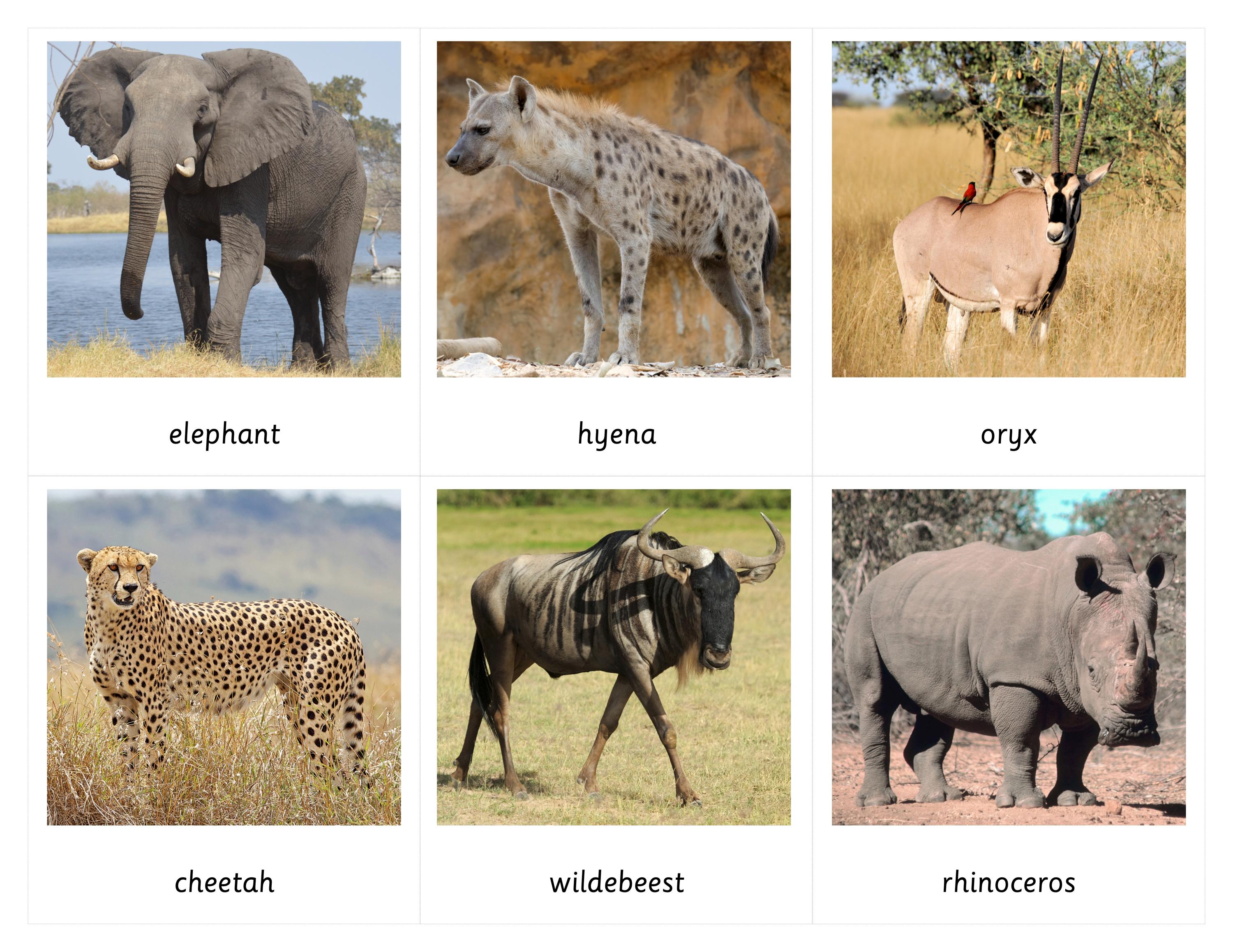 African Animals Montessori 3 Part Cards - Etsy