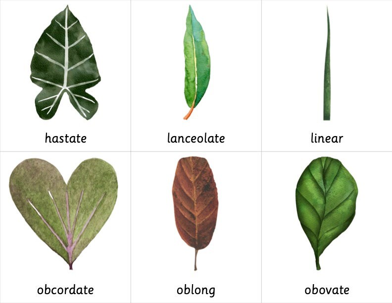 Botany Cabinet Leaf 3 Part Cards - Etsy