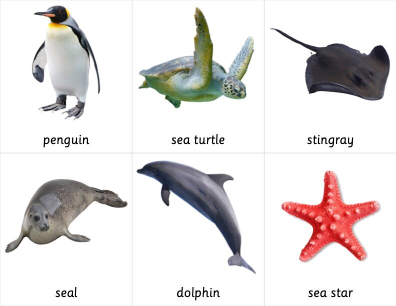 Montessori Ocean 3 Part Cards With Animal Objects - Etsy