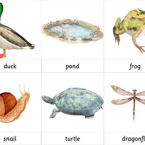 Montessori 3 Part Cards Pond Habitat - Etsy