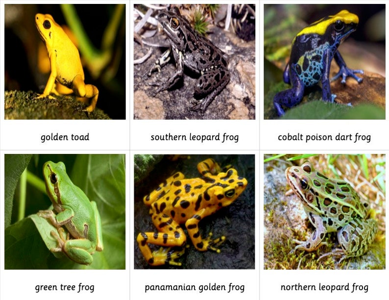 Montessori 3 Part Cards Frogs - Etsy