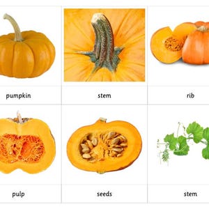 Parts of a Pumpkin Montessori 3 Part Cards - Etsy