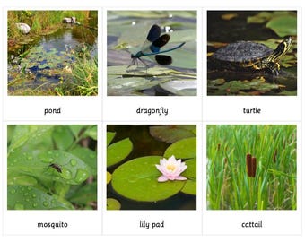 Animal Habitats Montessori 3-part Cards | Nomenclature Cards | Wildlife ...
