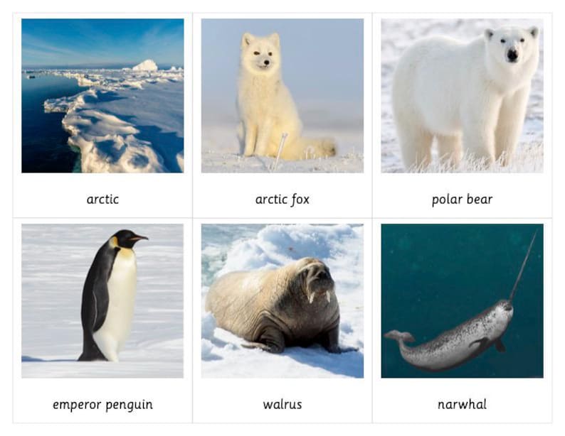 Arctic Habitat Montessori 3 Part Cards - Etsy
