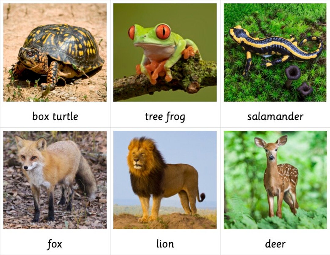 Montessori Classification Cards - Vertebrates & Invertebrates - Etsy