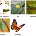 Montessori 3 Part Cards Butterfly Life Cycle - Etsy