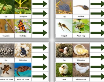 The Dragonfly Life Cycle 3-part Cards & Charts Montessori - Etsy
