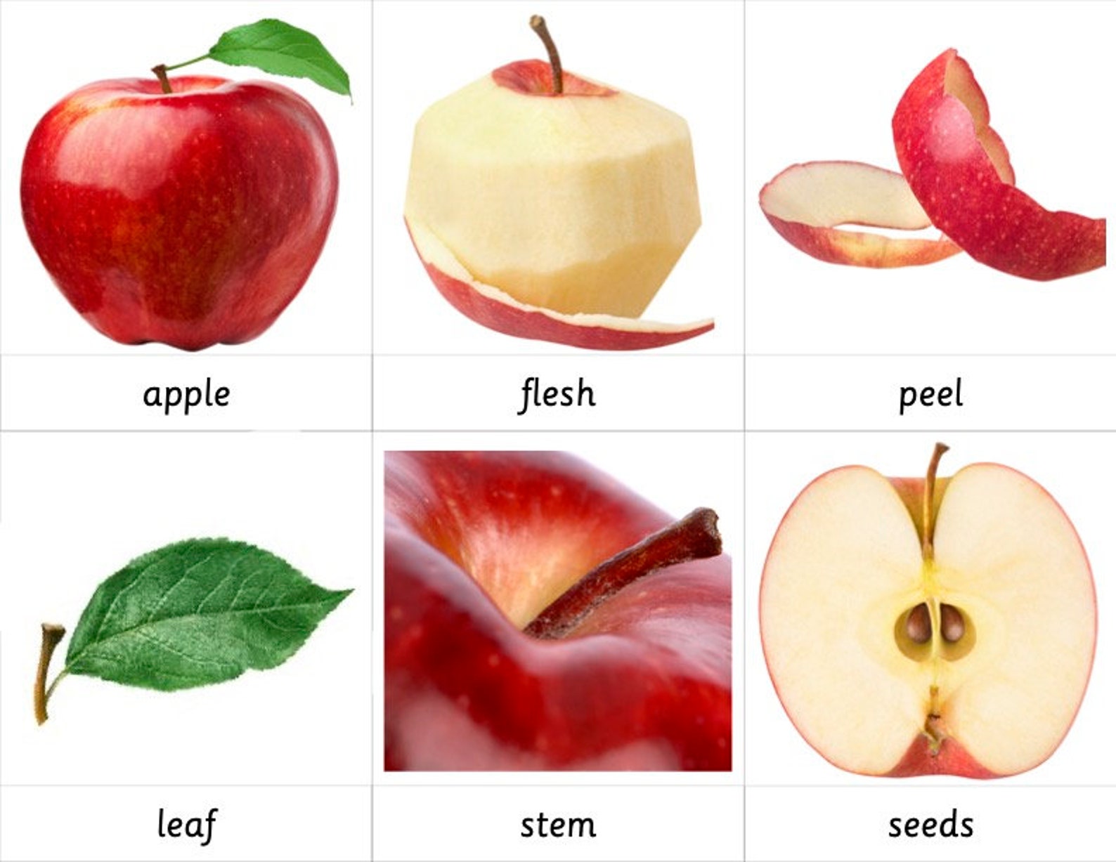 Montessori 3 Part Cards Parts of an Apple - Etsy
