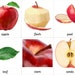 Montessori 3 Part Cards Parts of an Apple - Etsy