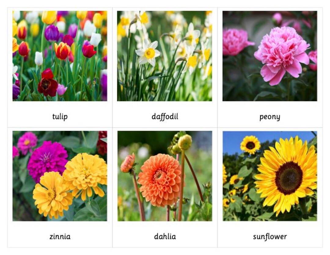 Flower Montessori 3 Part Cards - Etsy