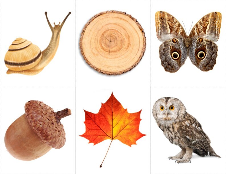 Woodland Magnified Matching Cards - Etsy