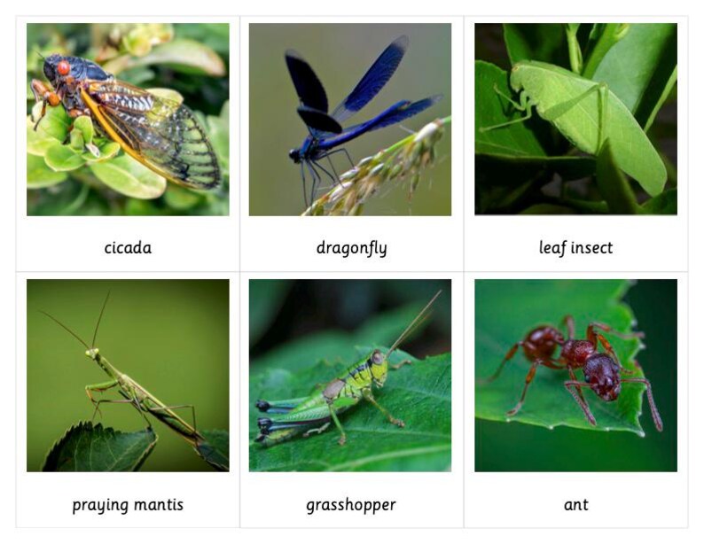 Insect Montessori 3 Part Cards - Etsy