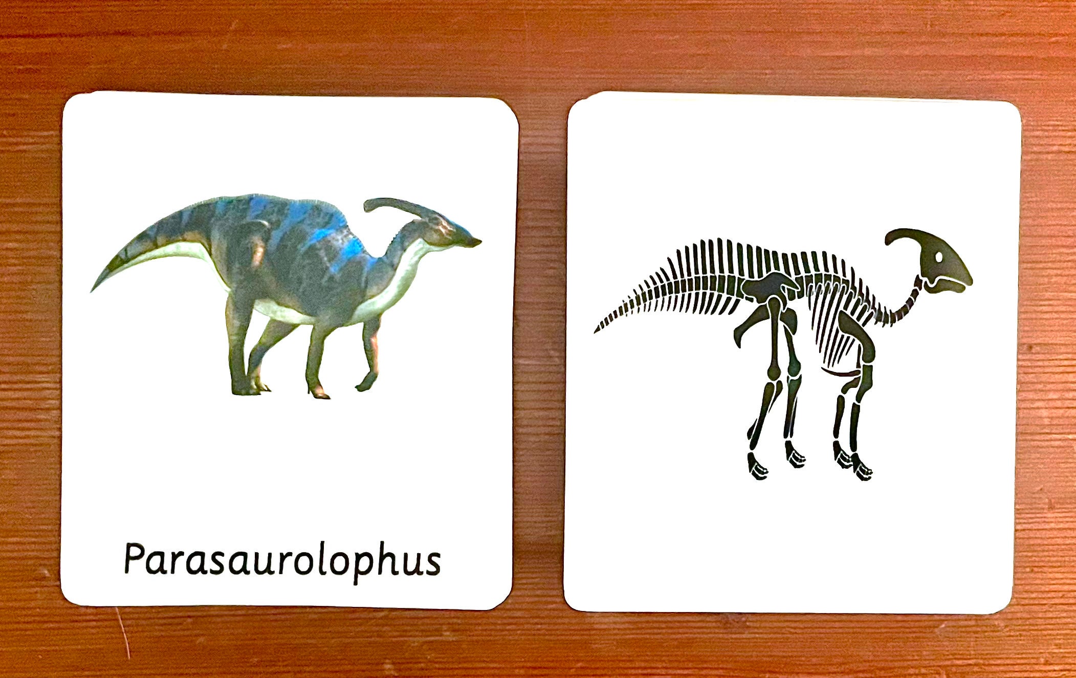 Dinosaur Skeleton Identification Cards - Etsy