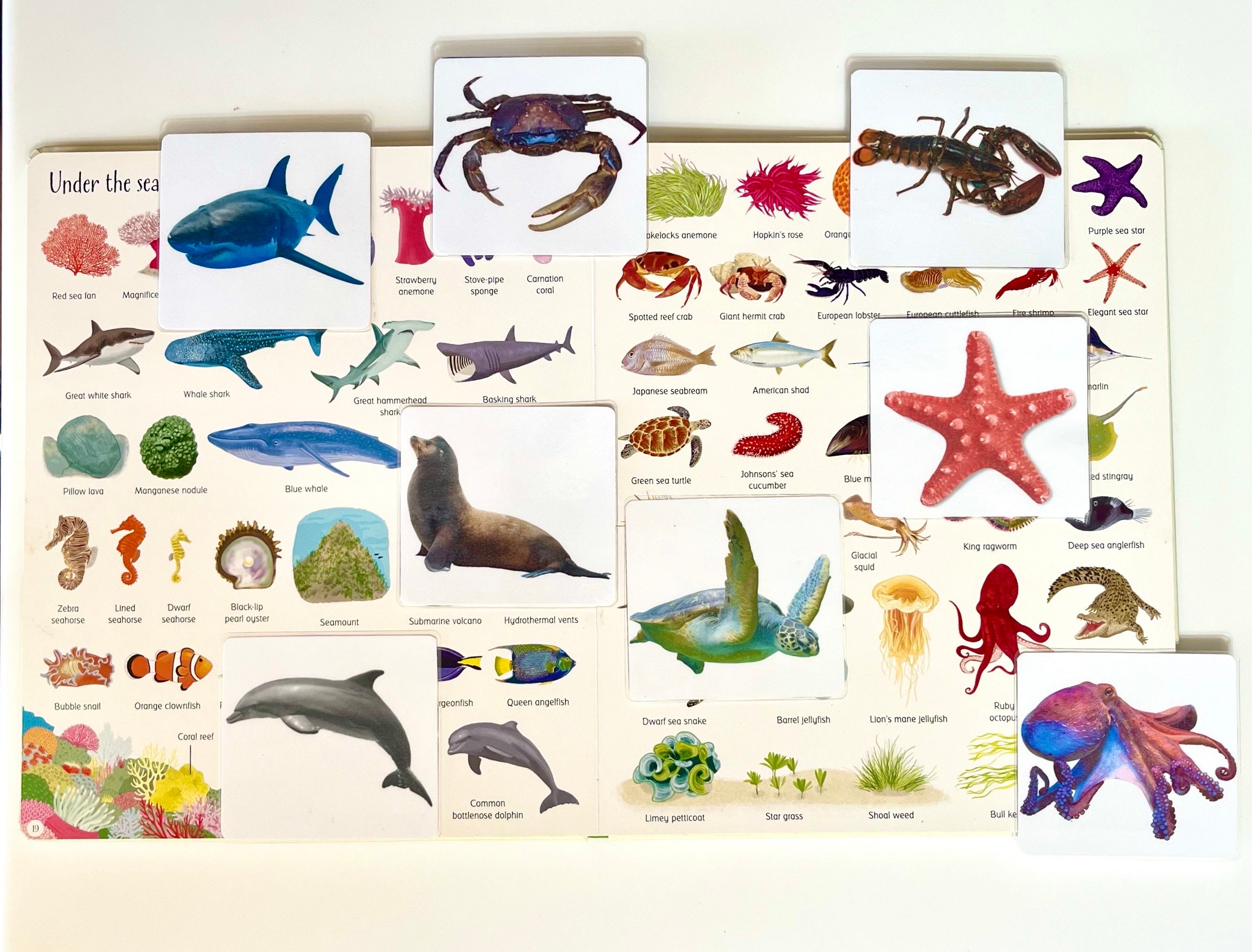 Montessori Ocean 3 Part Cards With Animal Objects - Etsy