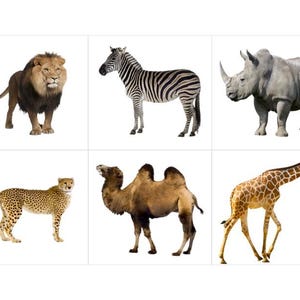 Types of Mammals Montessori 3 Part Cards & Language Objects - Etsy