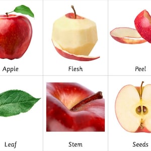 Montessori 3 Part Cards Parts of an Apple - Etsy