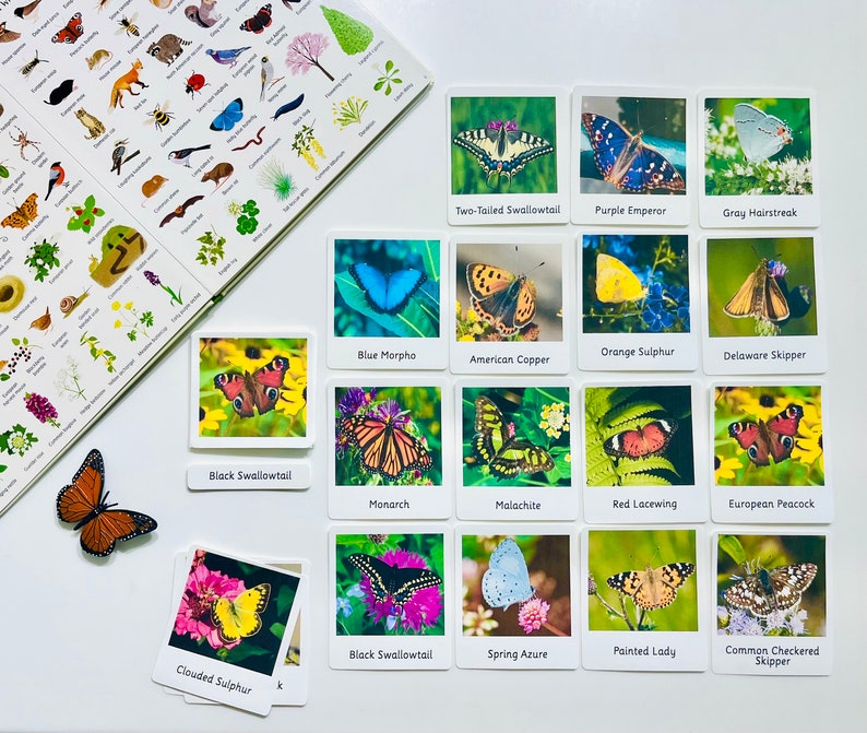 Montessori 3 Part Cards Butterflies - Etsy