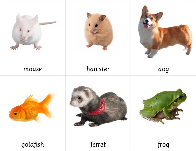 Montessori 3 Part Cards With Objects Pets - Etsy