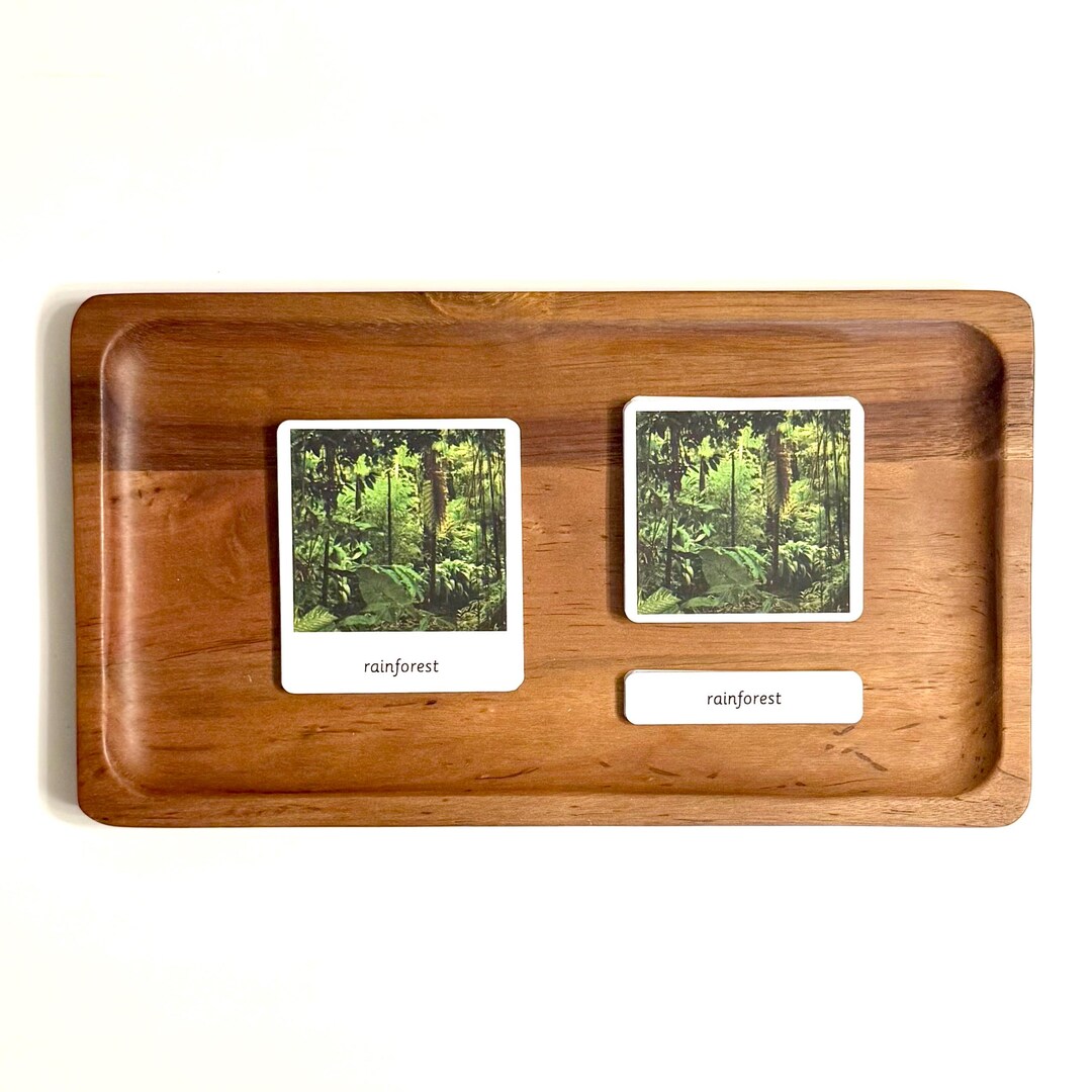 Rainforest Habitat Montessori 3 Part Cards - Etsy