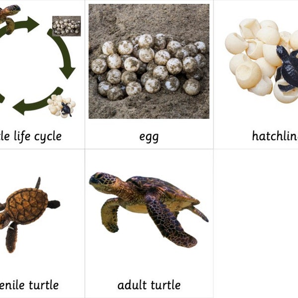 Dinosaur Fossil Identification Cards - Etsy