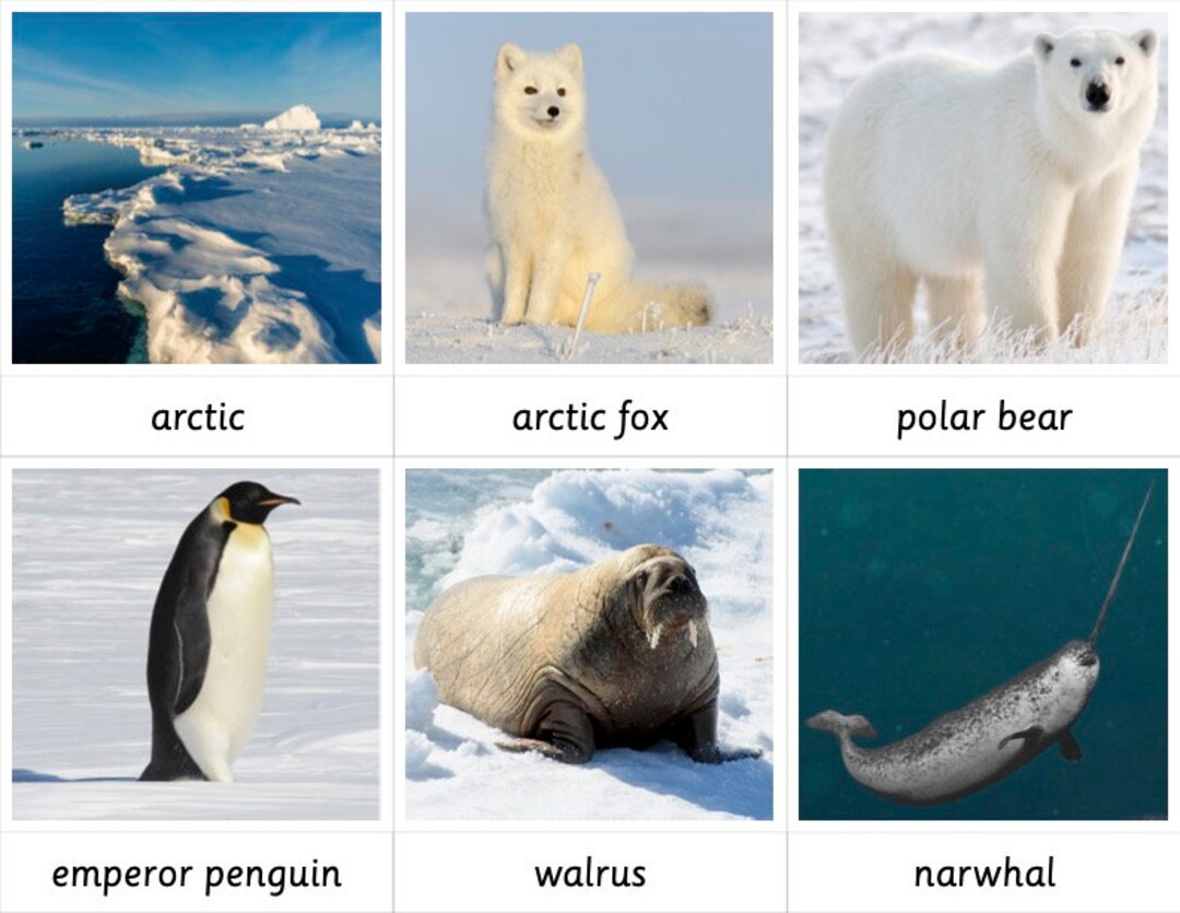 Arctic Habitat Montessori 3 Part Cards - Etsy