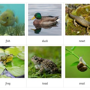 Pond Habitat Montessori 3 Part Cards - Etsy