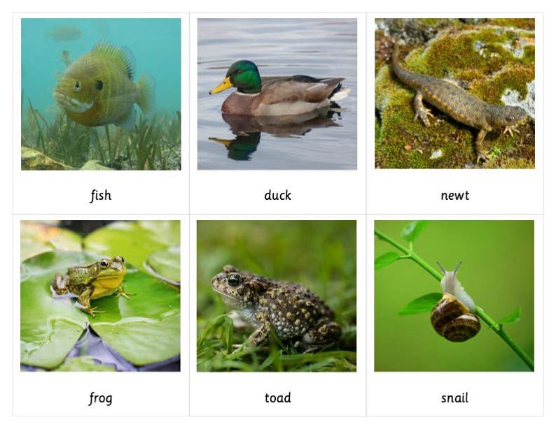 Pond Habitat Montessori 3 Part Cards - Etsy