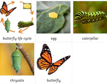 Life Cycle Bundle Montessori 3 Part Cards - Etsy