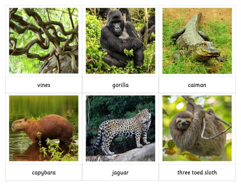 Rainforest Habitat Montessori 3 Part Cards - Etsy
