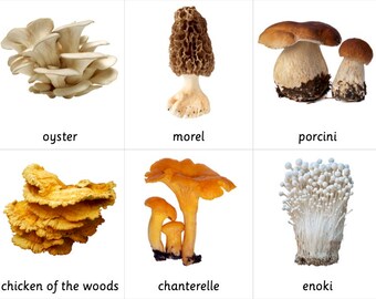 Anatomy of a Mushroom, 3 Part Cards, Montessori - Etsy