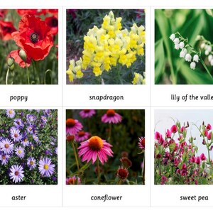 Types of Flowers Montessori 3 Part Cards - Etsy