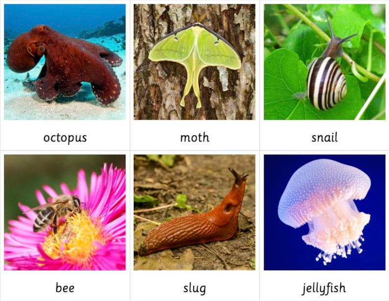 Montessori Classification Cards Vertebrates & Invertebrates - Etsy