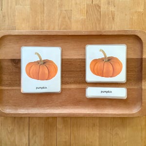Parts of a Pumpkin Montessori 3 Part Cards - Etsy