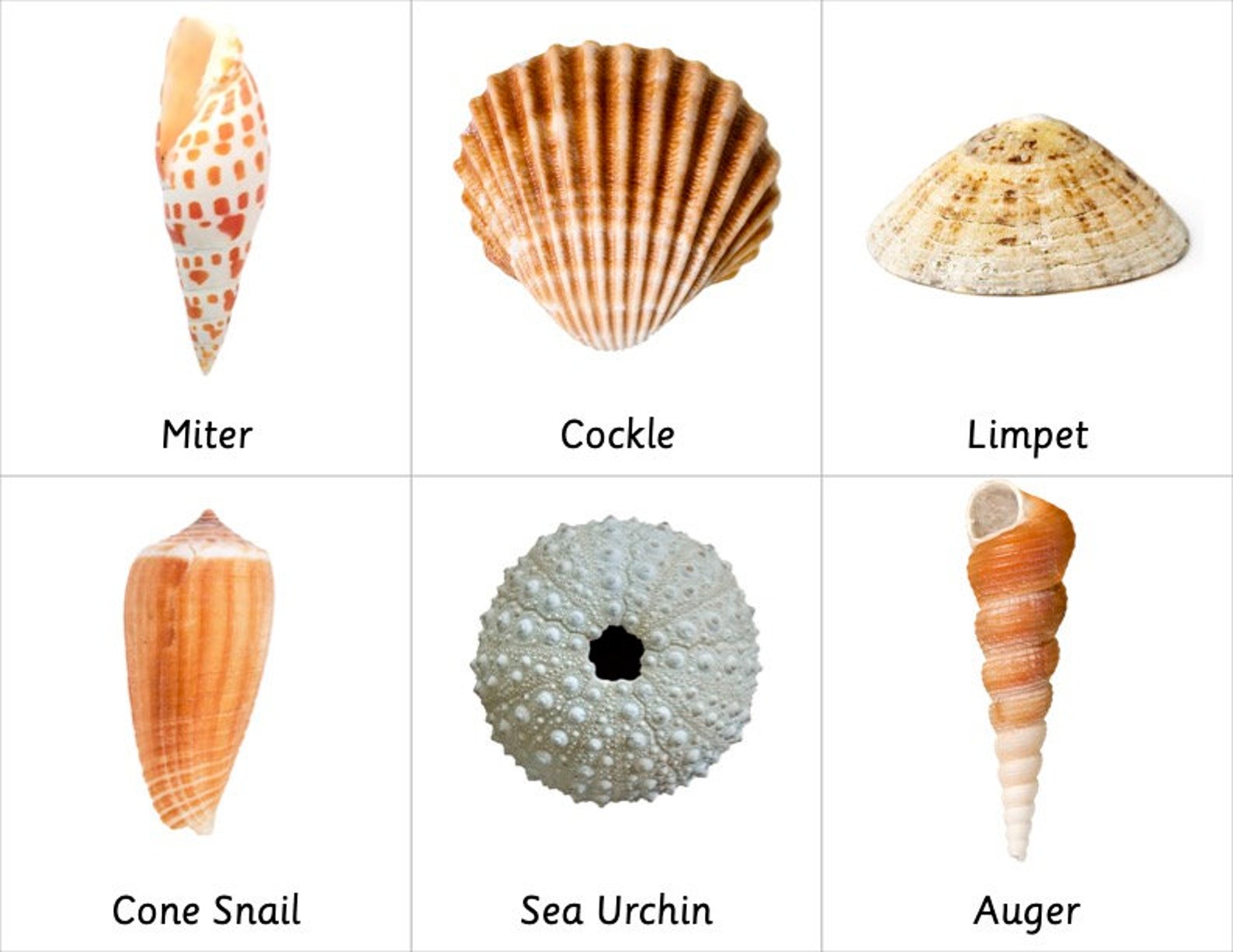 Montessori 3 Part Cards Seashells - Etsy