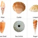 Montessori 3 Part Cards Seashells - Etsy
