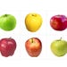 Types of Apples Montessori 3 Part Cards - Etsy