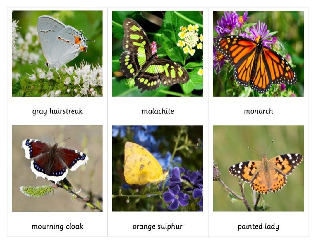 Butterflies - Montessori 3 Part Cards - Etsy