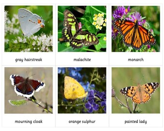 Montessori Butterfly 3-part Cards Language Printable Spring Butterflies ...