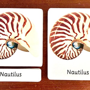 Montessori 3 Part Cards Seashells - Etsy