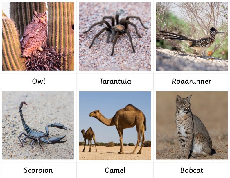 Montessori 3 Part Cards Desert Habitat - Etsy