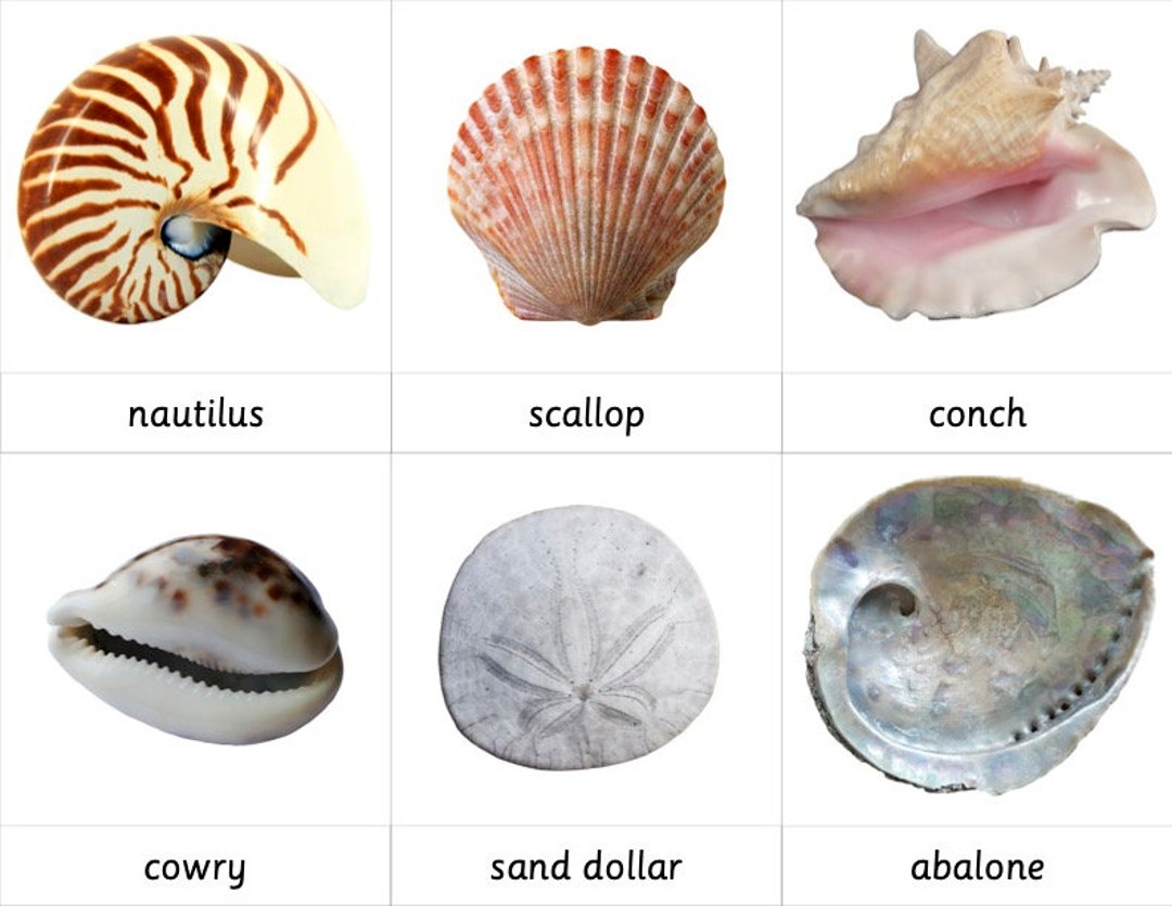 Montessori 3 Part Cards Seashells - Etsy