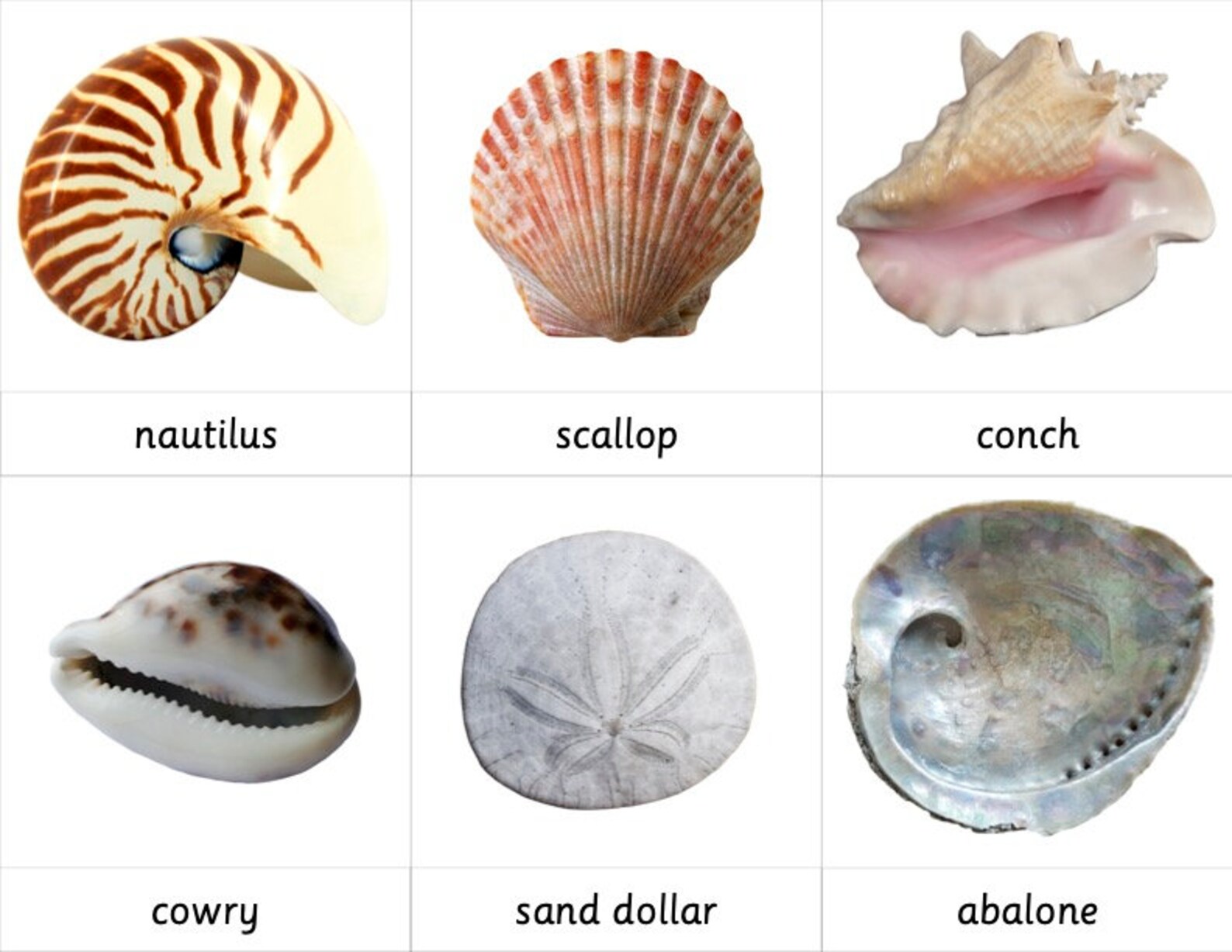 Montessori 3 Part Cards Seashells - Etsy