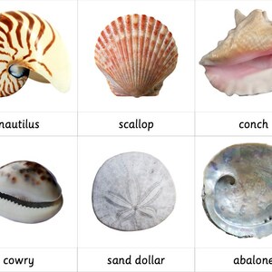 Montessori 3 Part Cards Seashells - Etsy