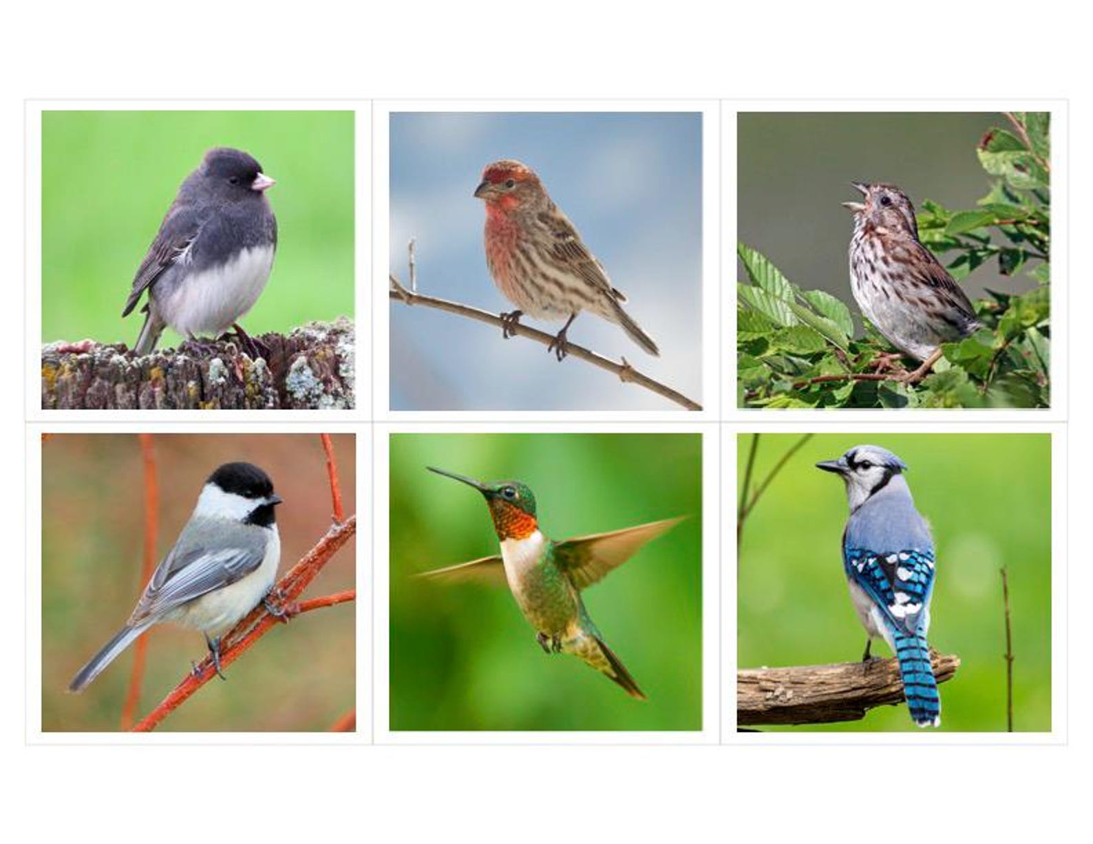 Montessori 3 Part Cards - Backyard Birds - Etsy