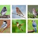 Montessori 3 Part Cards - Backyard Birds - Etsy