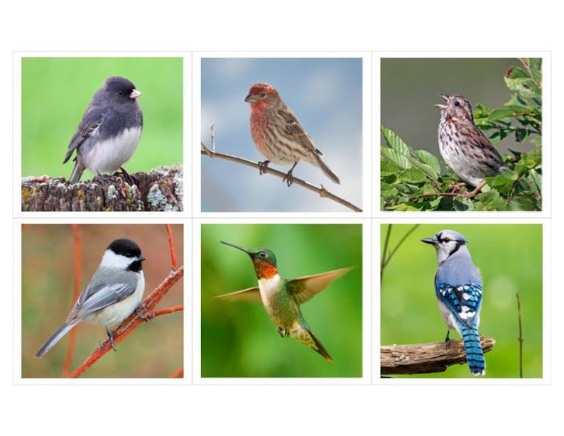 Montessori 3 Part Cards - Backyard Birds - Etsy