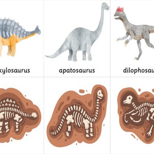 Dinosaur Fossil Identification Cards - Etsy