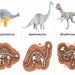 Dinosaur Fossil Identification Cards - Etsy
