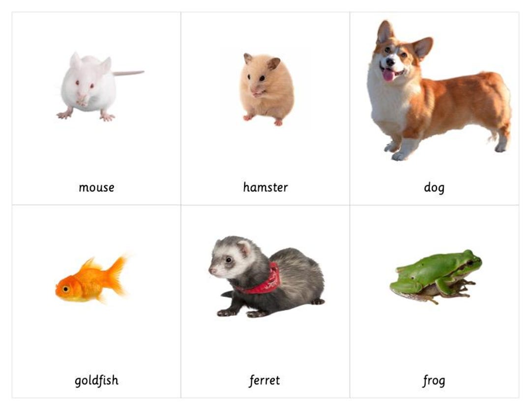 Types of Pets Montessori 3 Part Cards With Language Objects - Etsy